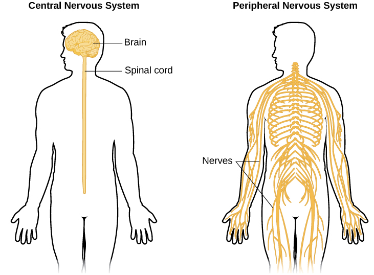 Nervous System Tutorial | Sophia Learning