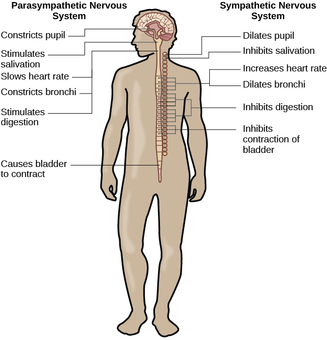 Nervous System Tutorial | Sophia Learning
