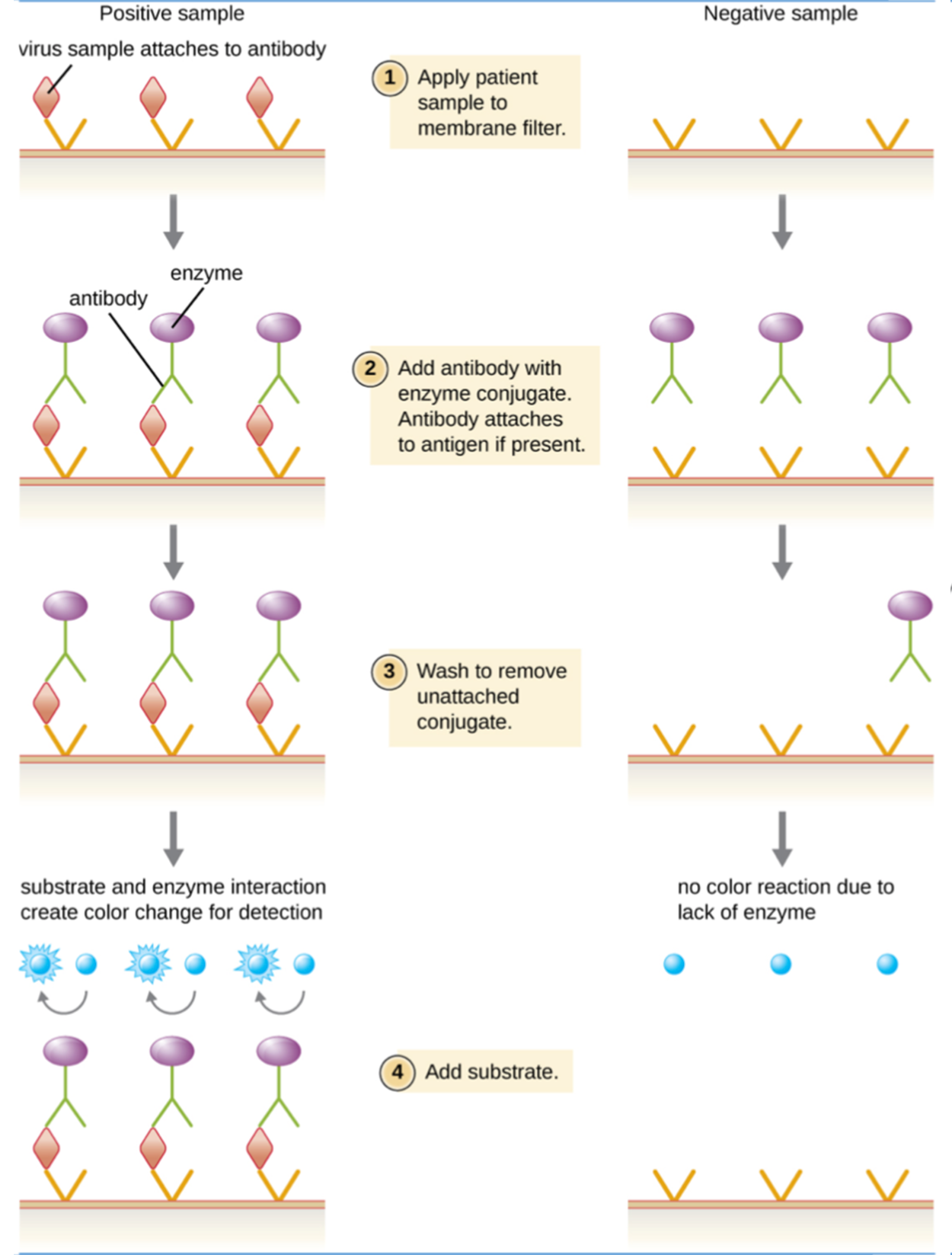 Culture and Identification of Viruses Tutorial | Sophia Learning