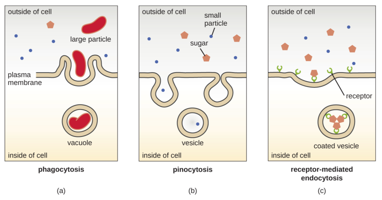 Eukaryotic Cells Tutorial Sophia Learning 9113
