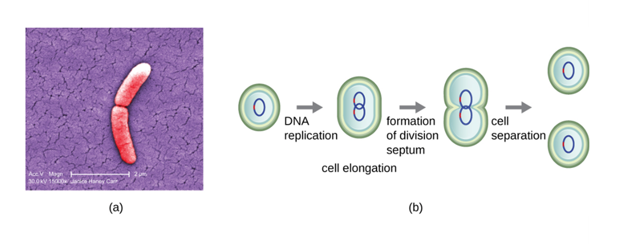 Cell Division Tutorial | Sophia Learning