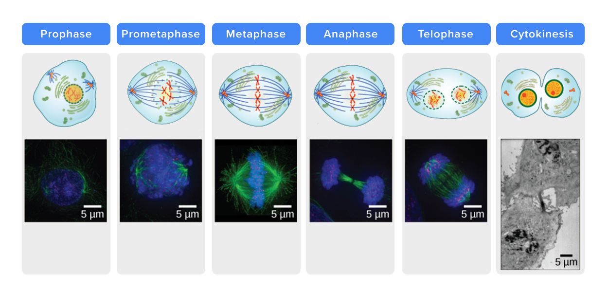 Cell Division Tutorial | Sophia Learning