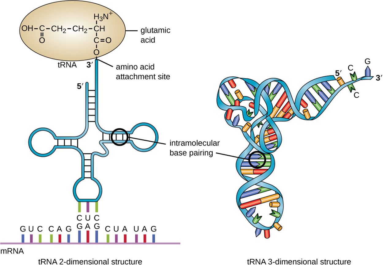 DNA and RNA Structure and Function Tutorial | Sophia Learning