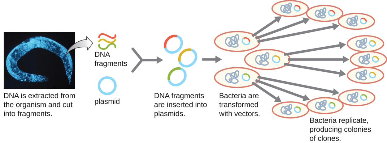 Tools of Genetic Engineering Tutorial | Sophia Learning