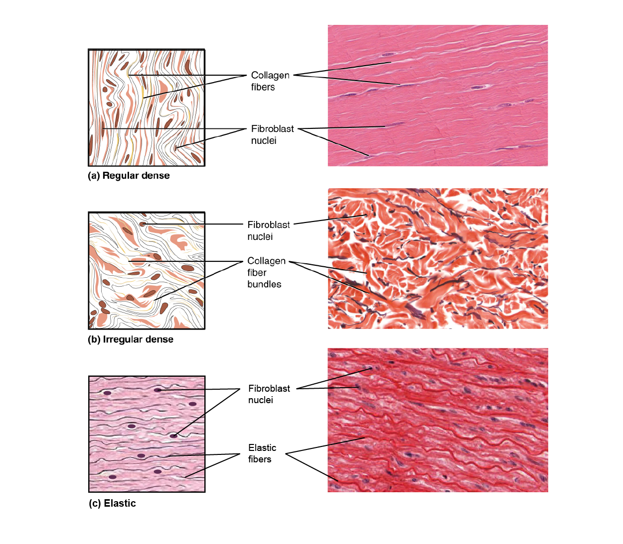 Connective Tissue: Supports and Protects Tutorial | Sophia Learning