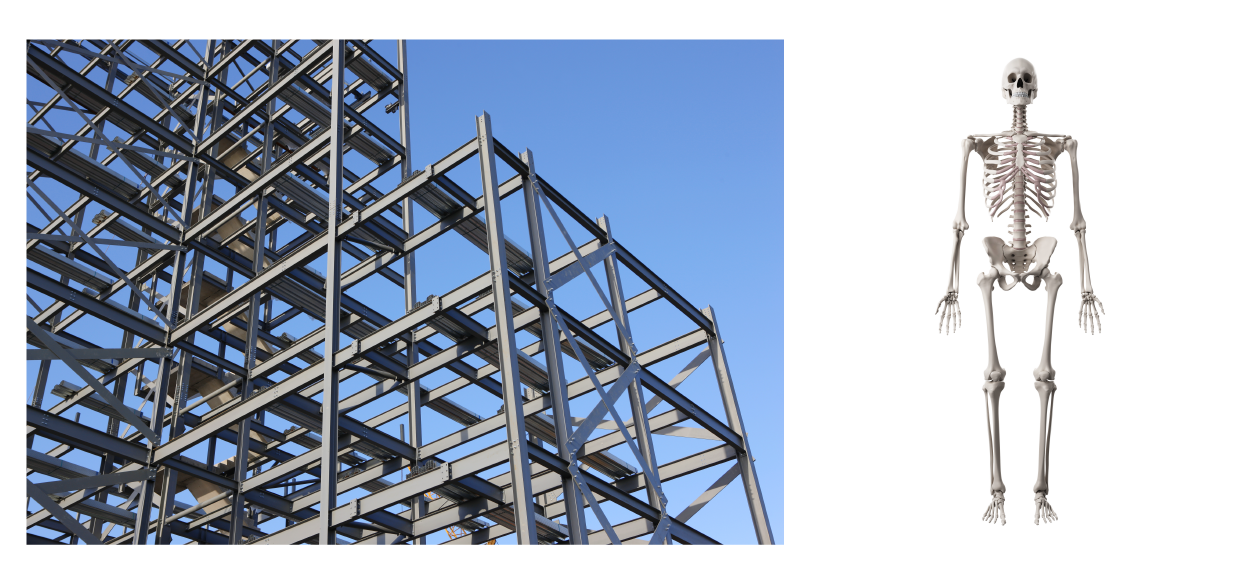 Functions of the Skeletal System Tutorial | Sophia Learning