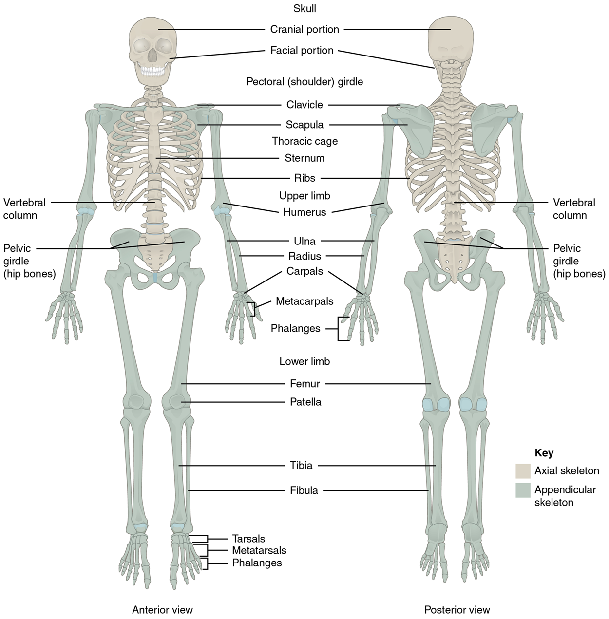Divisions of the Skeletal System Tutorial | Sophia Learning