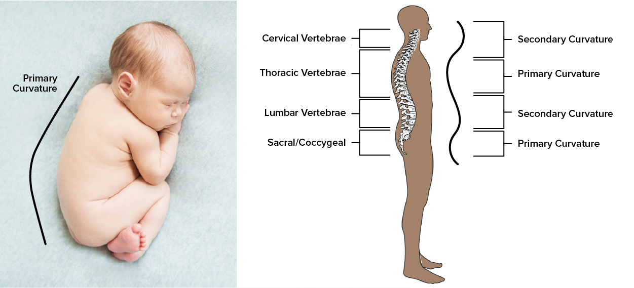 Vertebral Column Tutorial | Sophia Learning