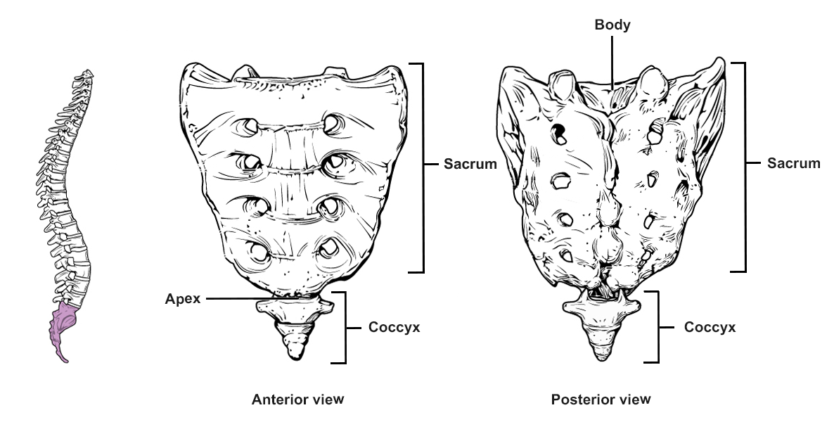 Vertebral Column Tutorial | Sophia Learning