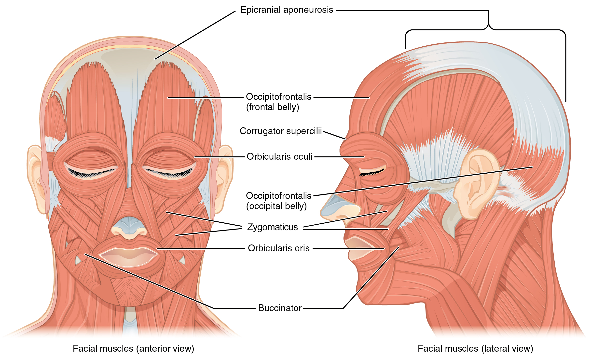Axial Muscles of Facial Expression Tutorial | Sophia Learning
