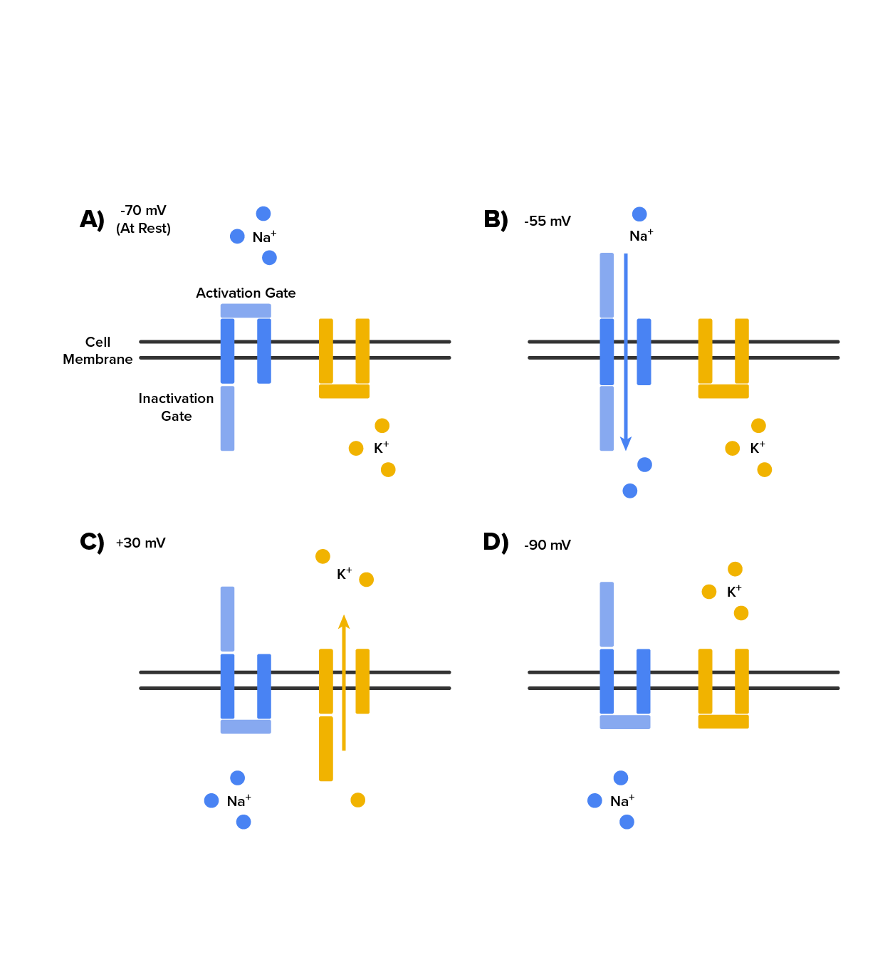 Action Potential Tutorial | Sophia Learning