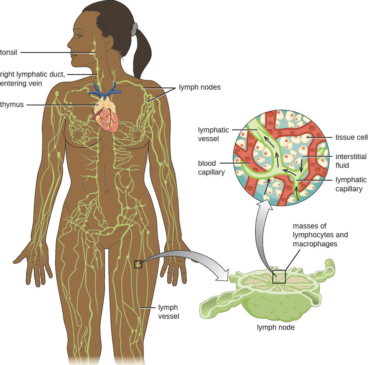 Infections of the Circulatory and Lymphatic System Tutorial | Sophia ...