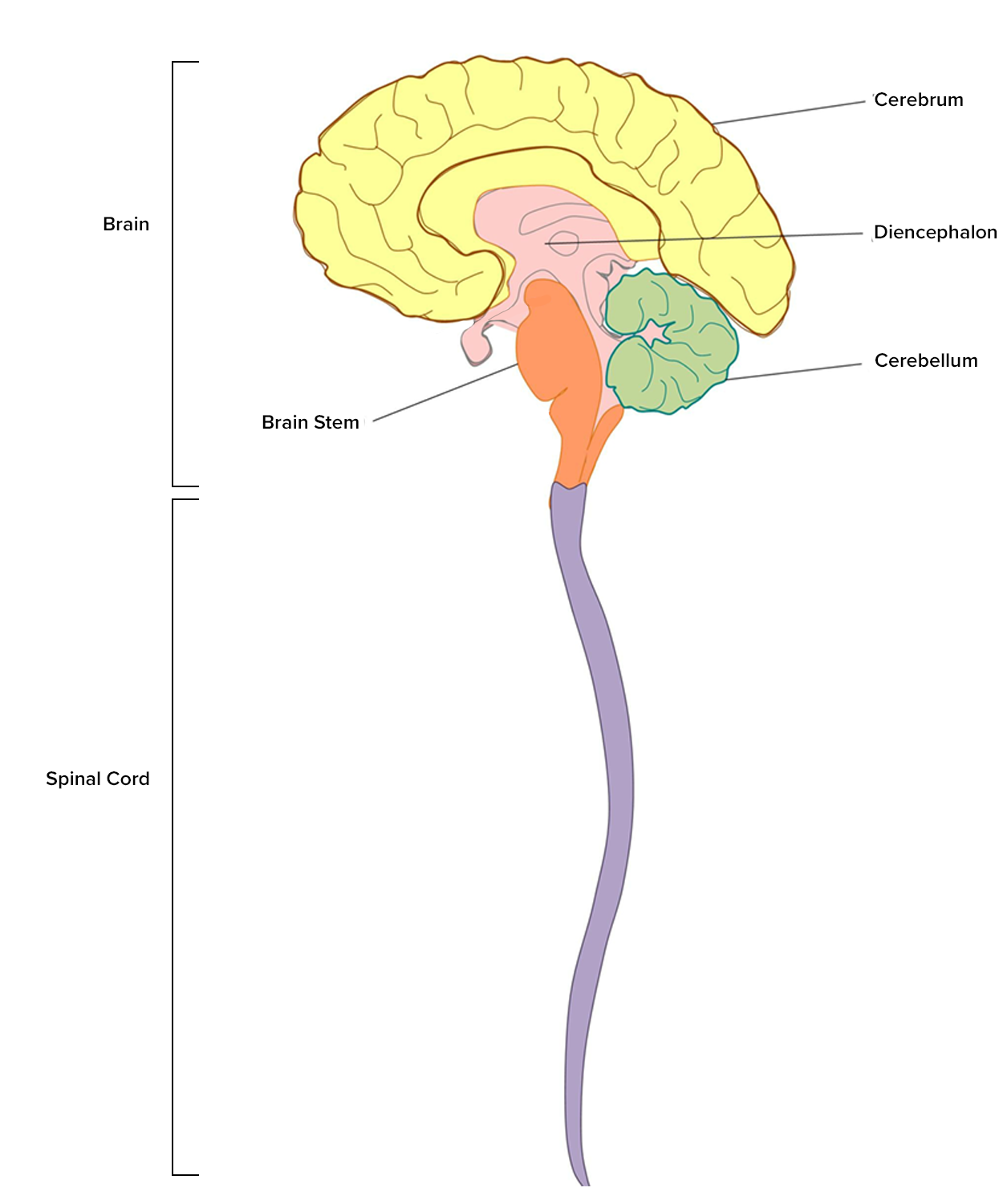 Central Nervous System: Spinal Cord Tutorial | Sophia Learning