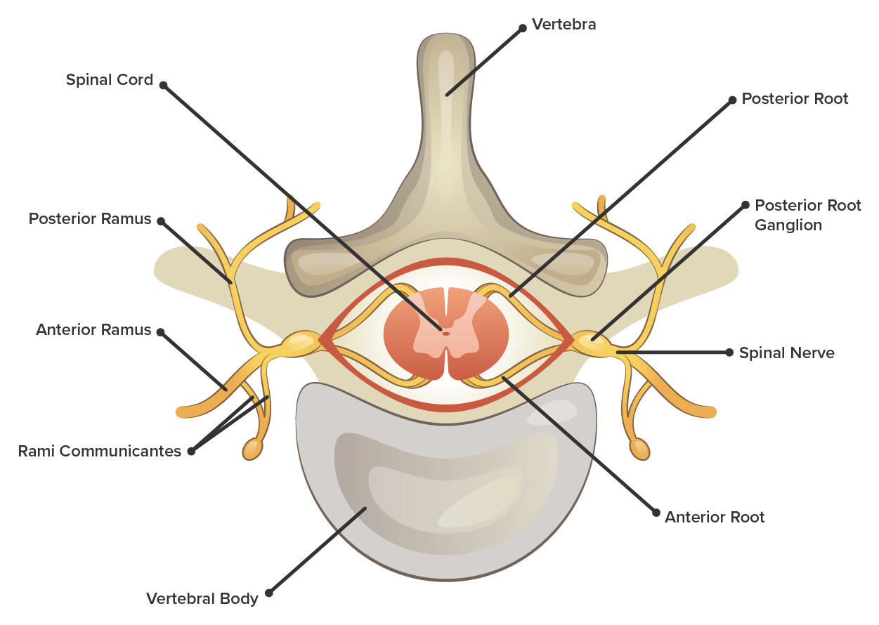 Central Nervous System: Spinal Cord Tutorial | Sophia Learning