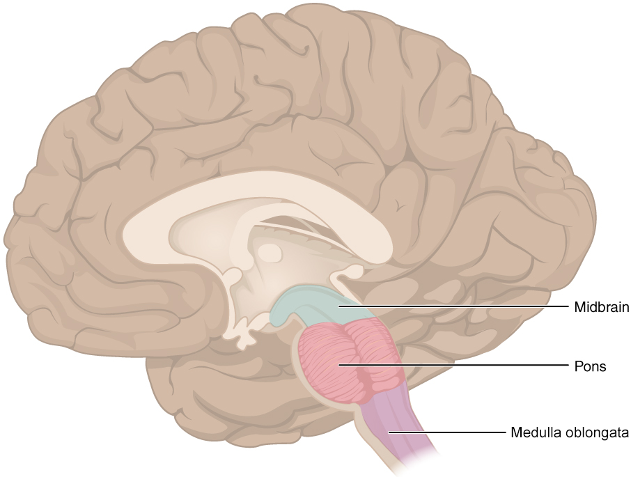Central Nervous System: Brainstem and Cerebellum Tutorial | Sophia Learning