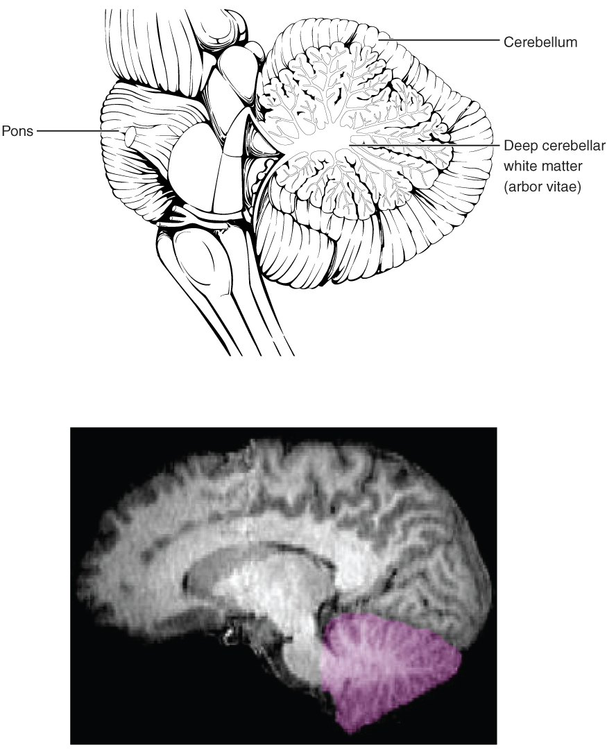 Central Nervous System: Brainstem and Cerebellum Tutorial | Sophia Learning
