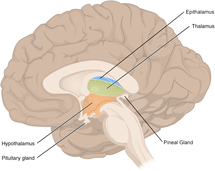 Central Nervous System: Cerebrum and Diencephalon Tutorial | Sophia Learning