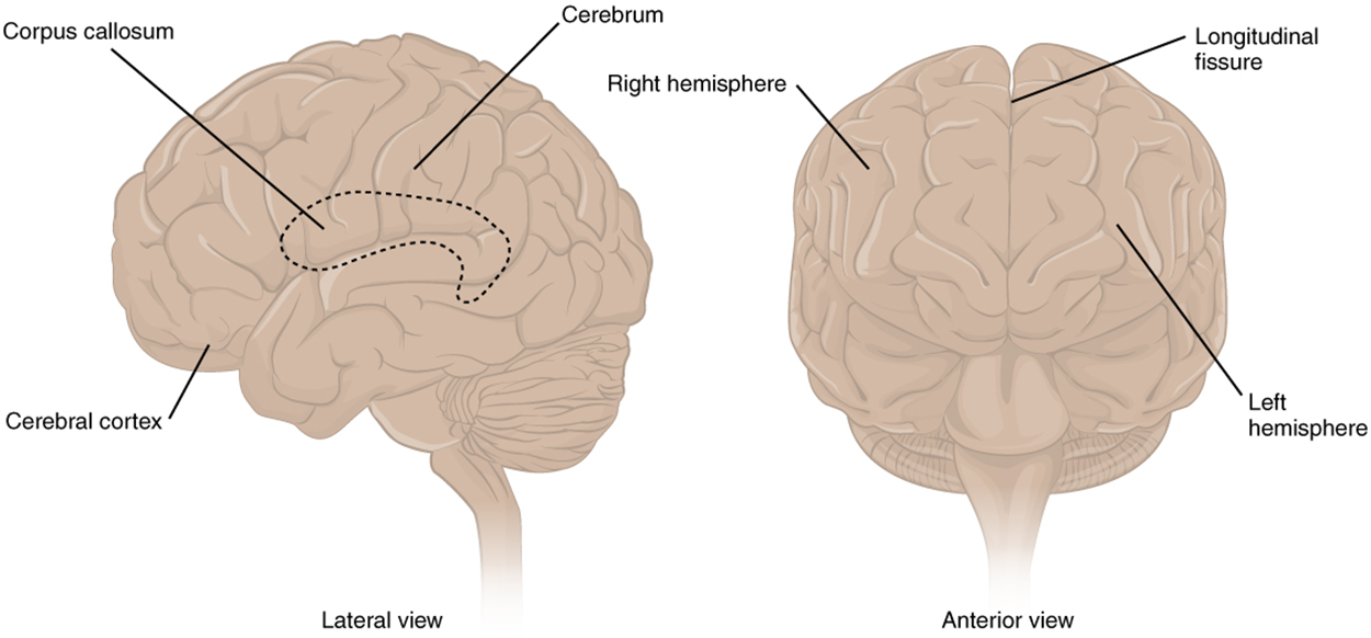 Central Nervous System: Cerebrum and Diencephalon Tutorial | Sophia Learning