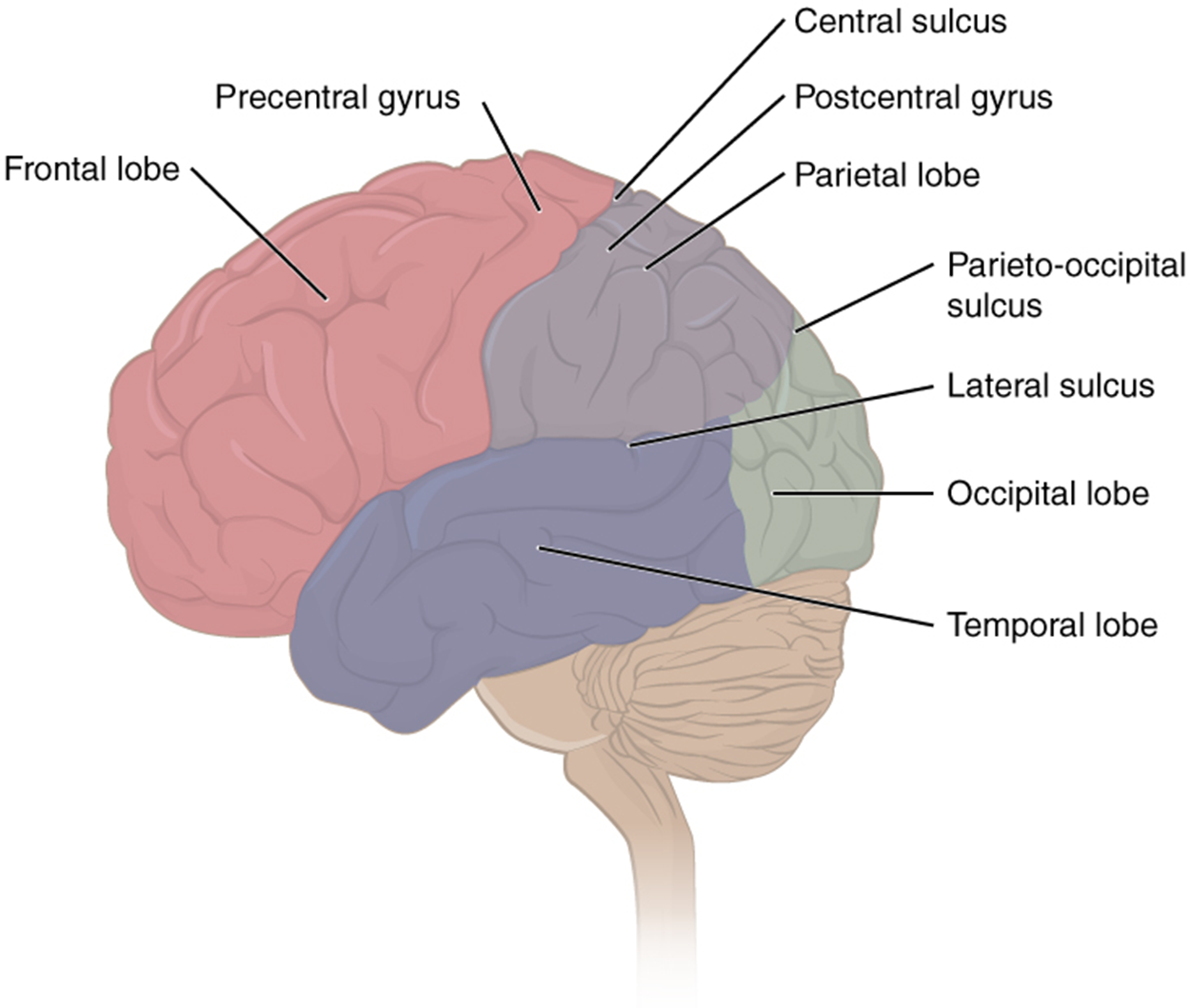 Central Nervous System: Cerebrum and Diencephalon Tutorial | Sophia Learning
