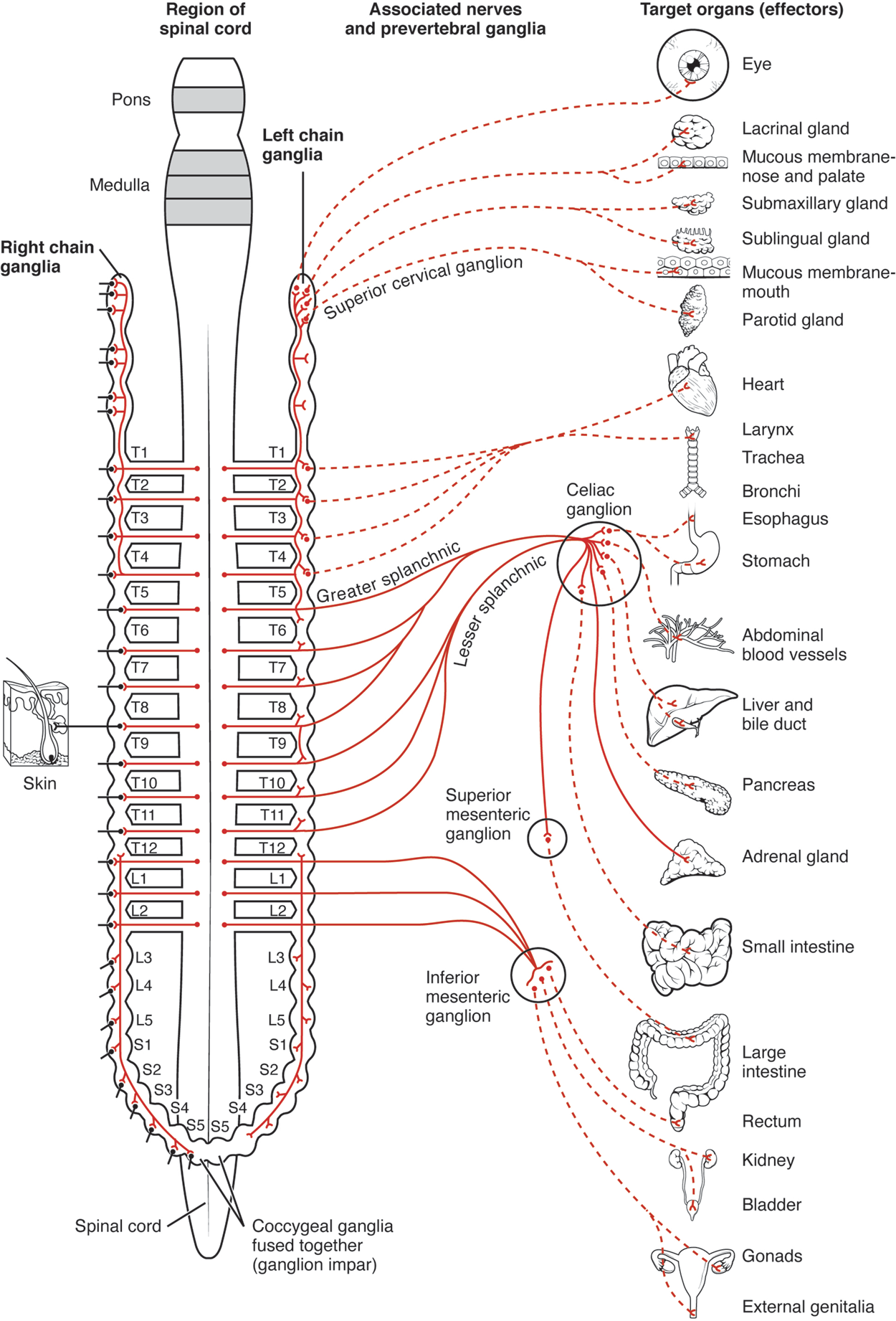 Divisions of the Autonomic Nervous System Tutorial | Sophia Learning