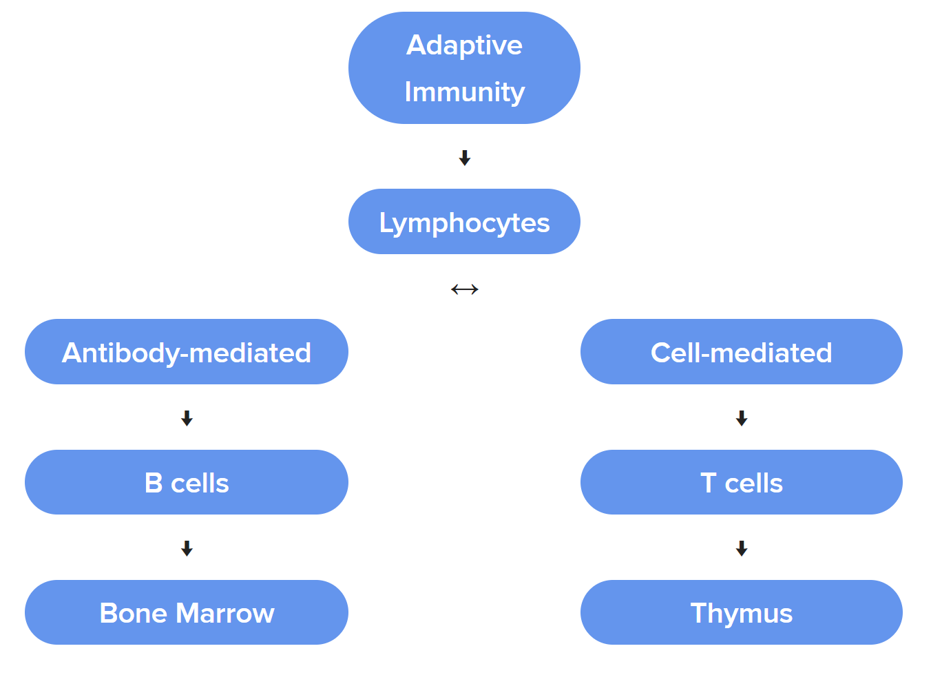 Adaptive Immunity Tutorial | Sophia Learning