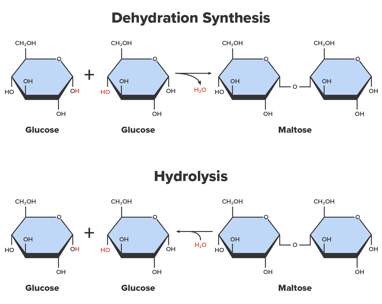 Organic Compounds: Carbohydrates Tutorial | Sophia Learning