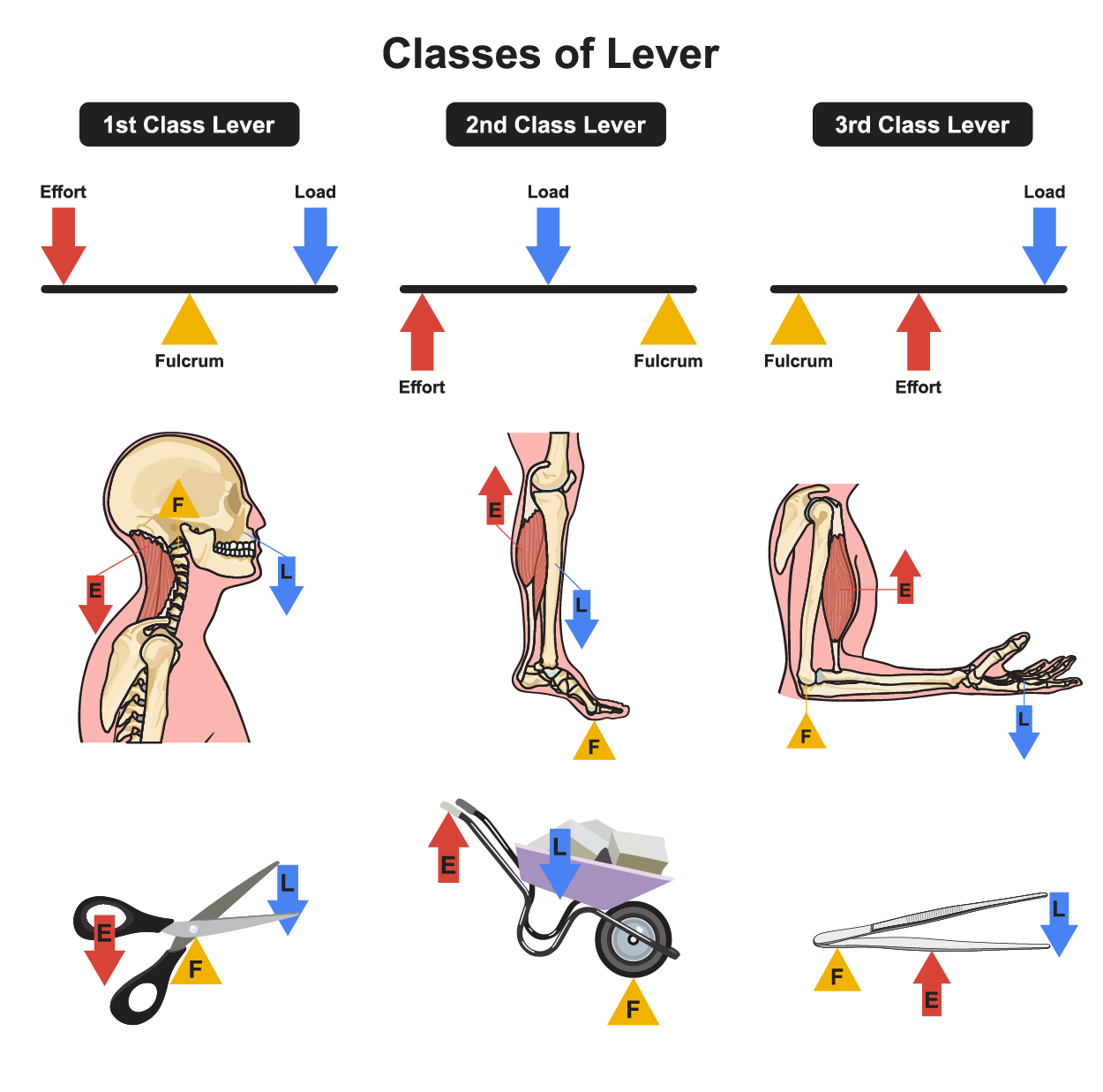 Interactions of Skeletal Muscles and Their Lever Systems Tutorial ...