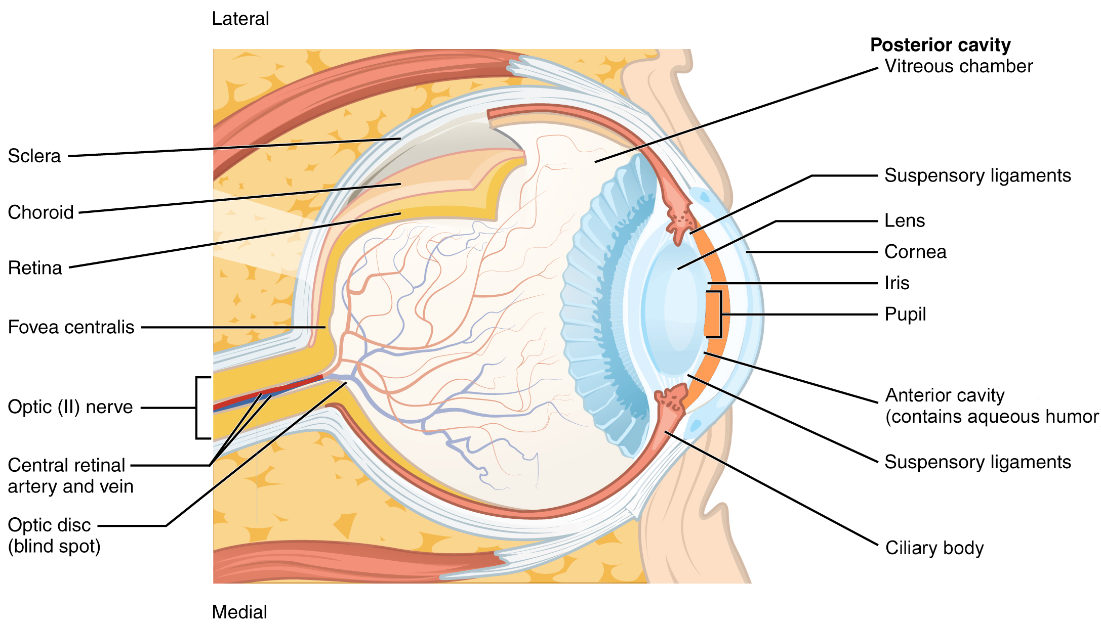 Special Senses: Vision Tutorial | Sophia Learning