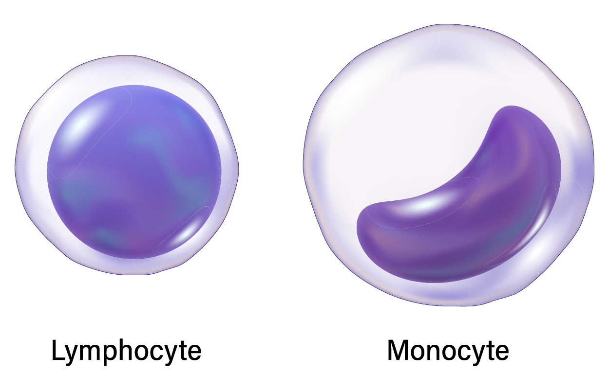 Leukocytes Tutorial | Sophia Learning