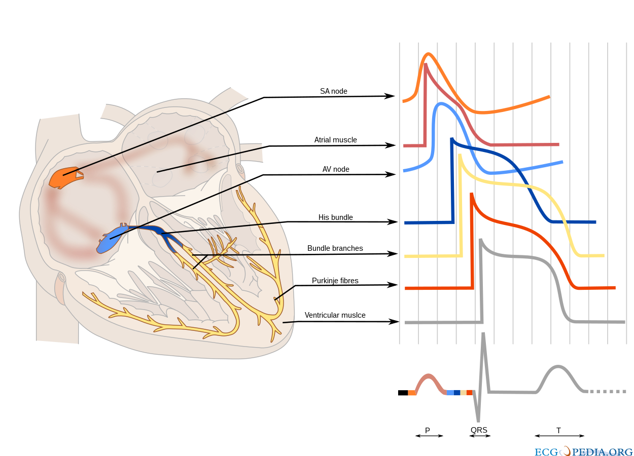 Electrocardiogram (ECG) Tutorial | Sophia Learning