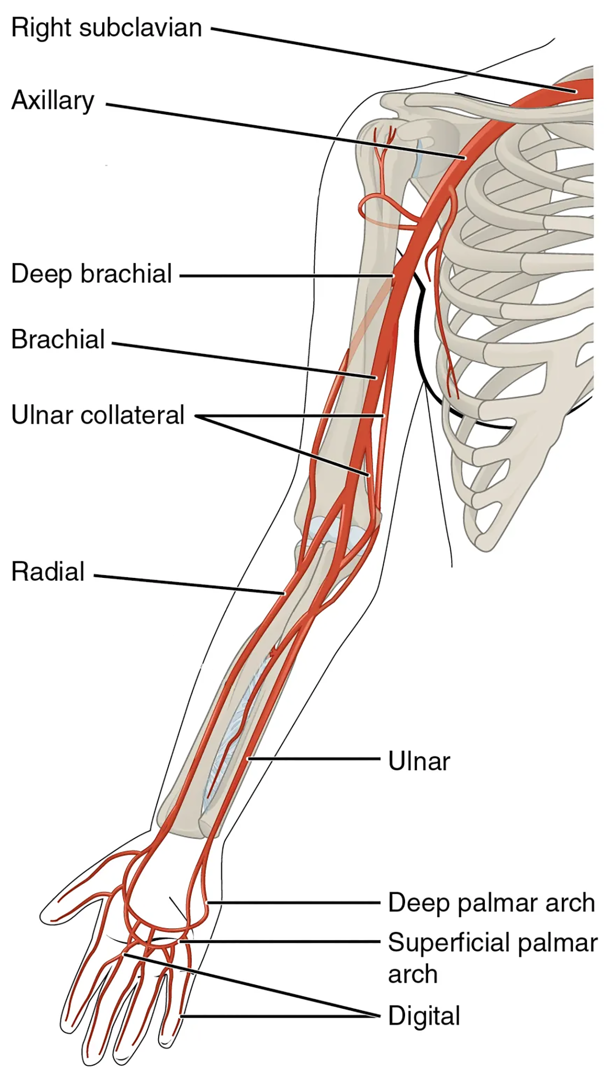 Upper Limb Circulation Tutorial | Sophia Learning