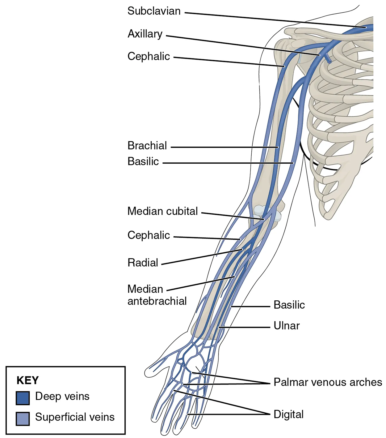 Upper Limb Circulation Tutorial | Sophia Learning