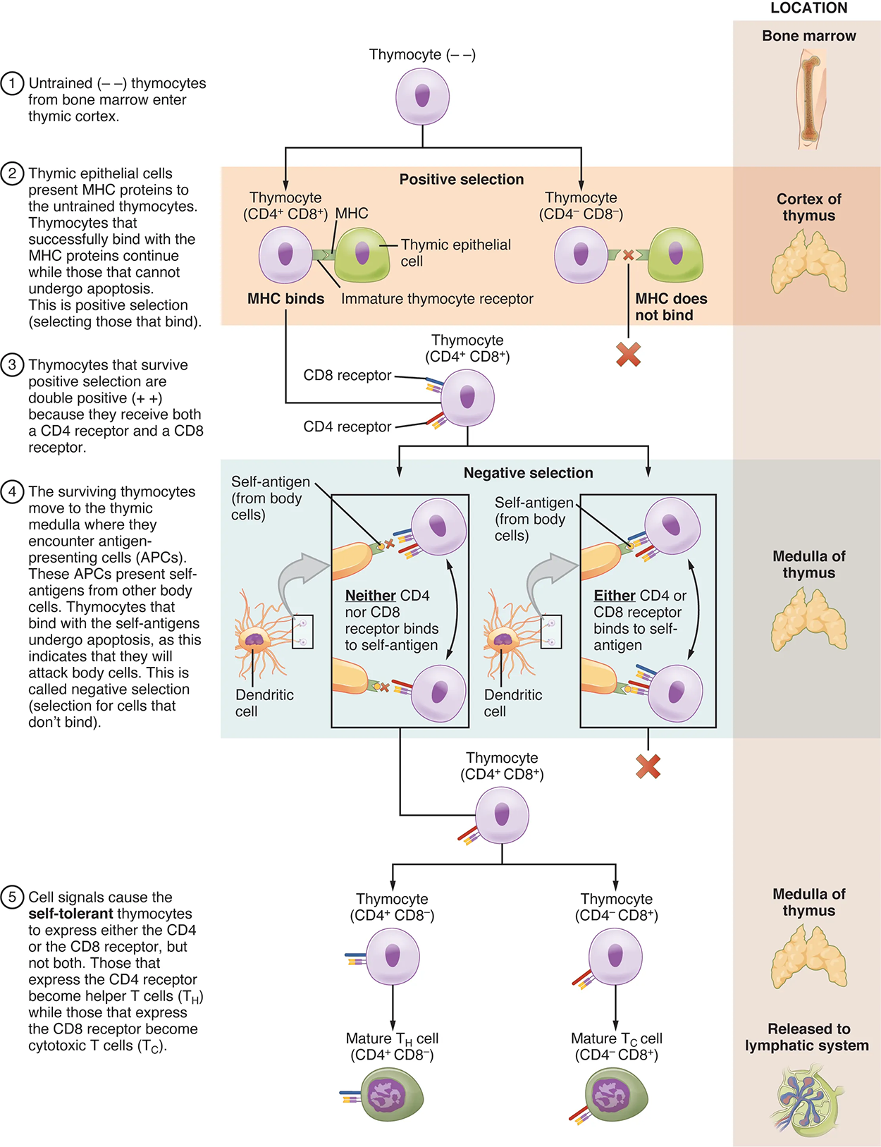 Lymphatic System: Immune Cells Tutorial | Sophia Learning