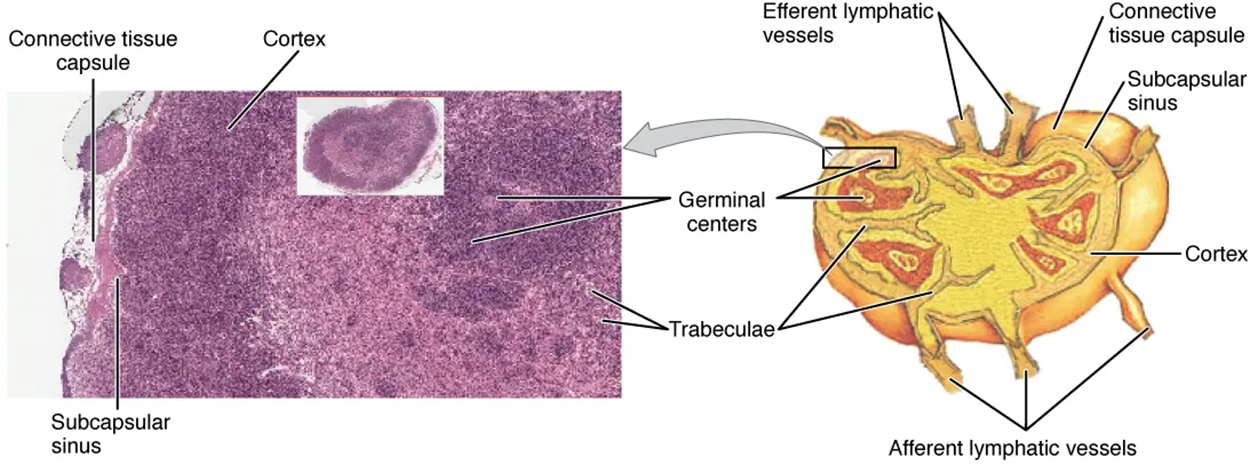 Lymphatic System: Secondary Organs and Tissues Tutorial | Sophia Learning