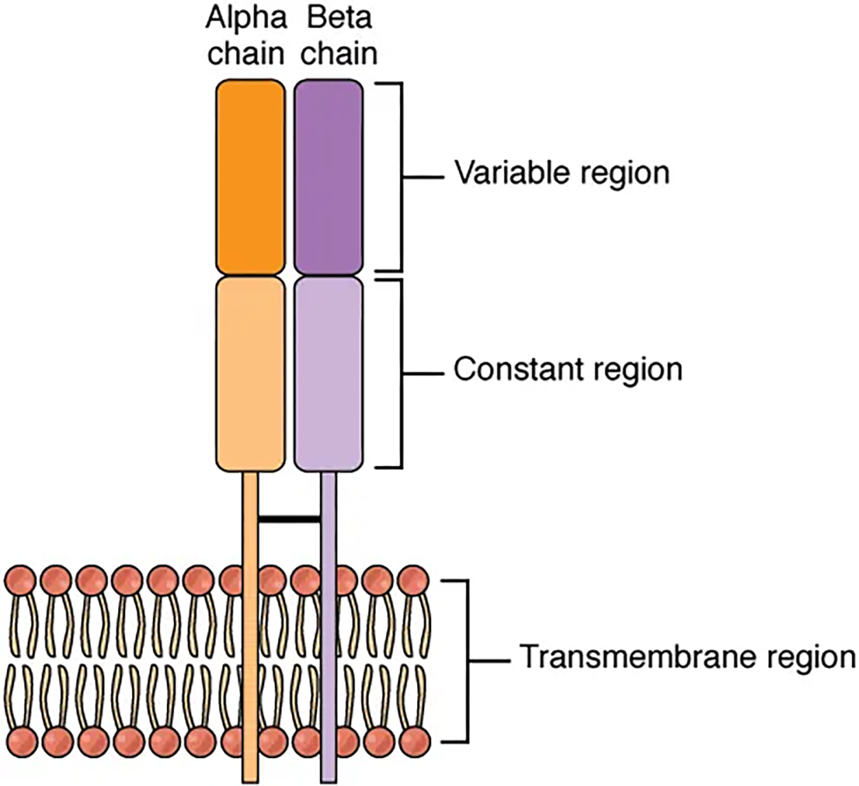T-cell Activation Tutorial | Sophia Learning