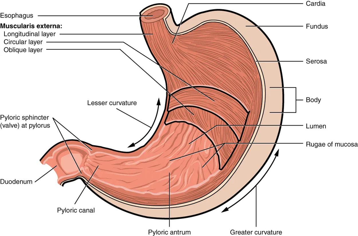 Anatomy of the Stomach Tutorial | Sophia Learning