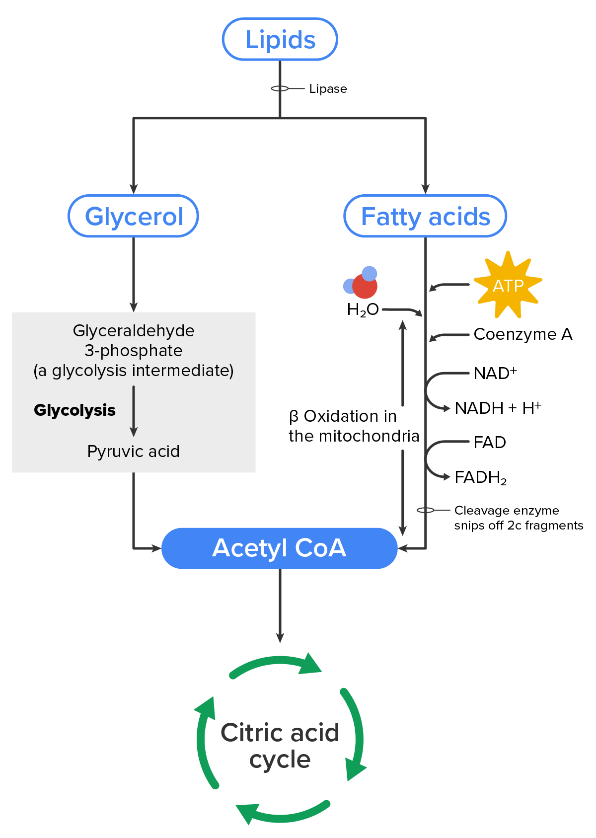 Lipid Metabolism Tutorial | Sophia Learning
