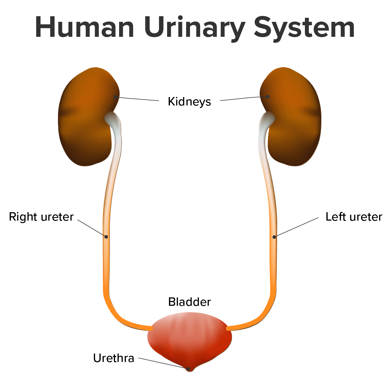 Physical Characteristics of Urine Tutorial | Sophia Learning