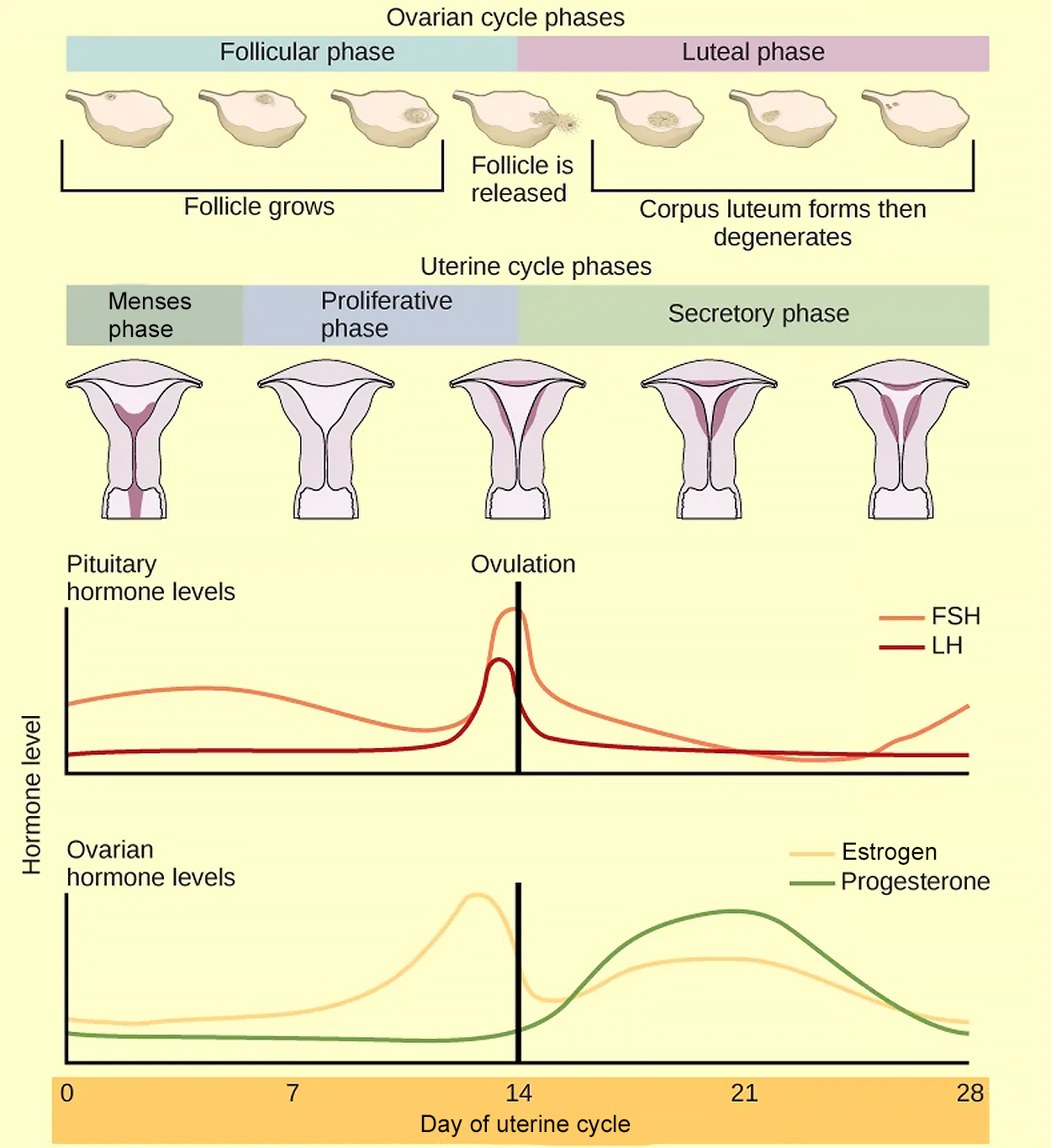 The Female Reproductive Cycle: Hormonal Control Tutorial | Sophia Learning