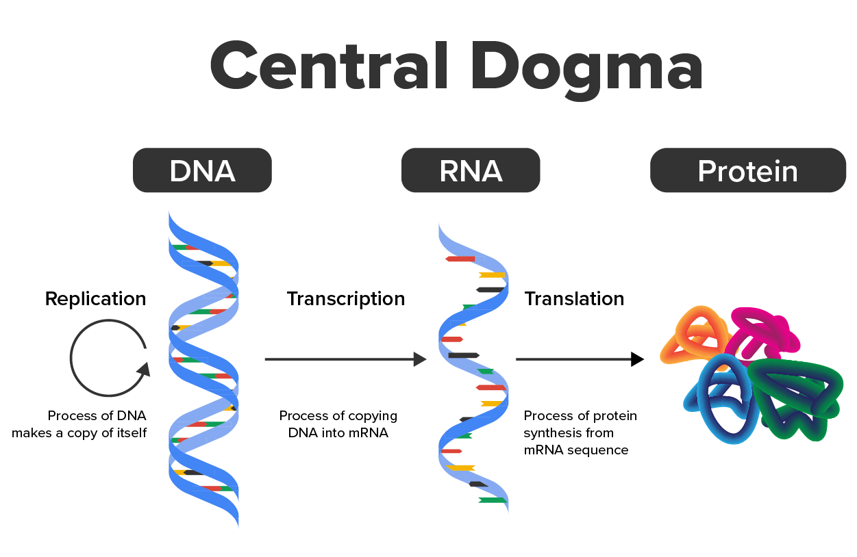 Genetics Dna To Protein Tutorial Sophia Learning 9353