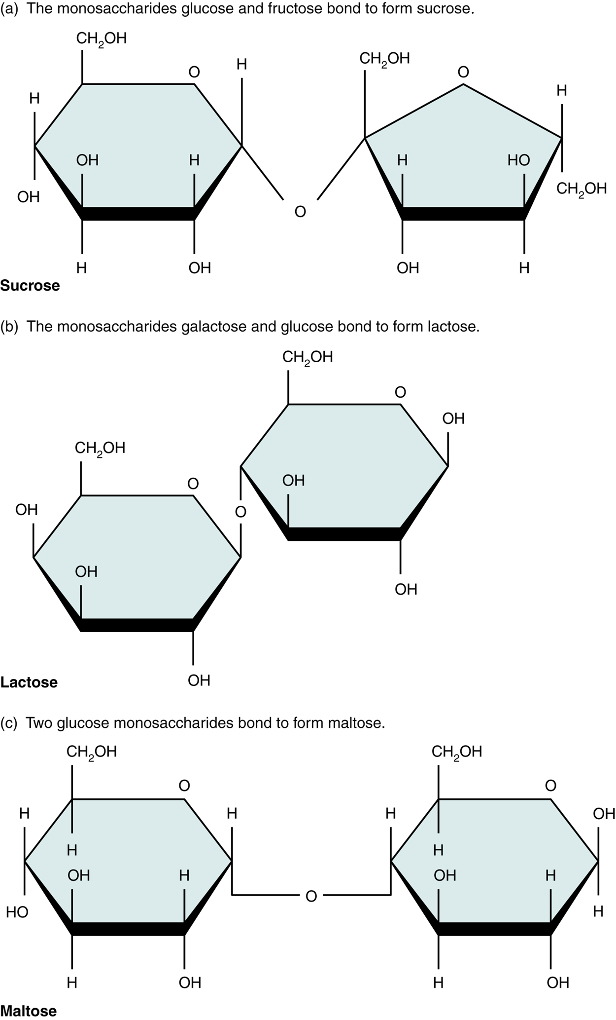 Organic Compounds: Carbohydrates Tutorial | Sophia Learning