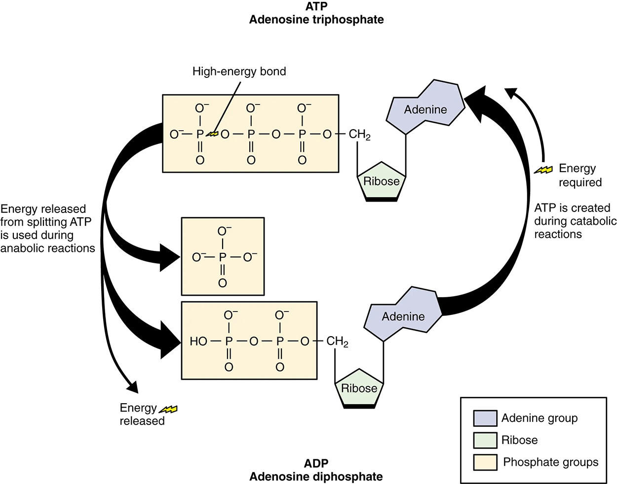 Overview of Metabolism Tutorial | Sophia Learning