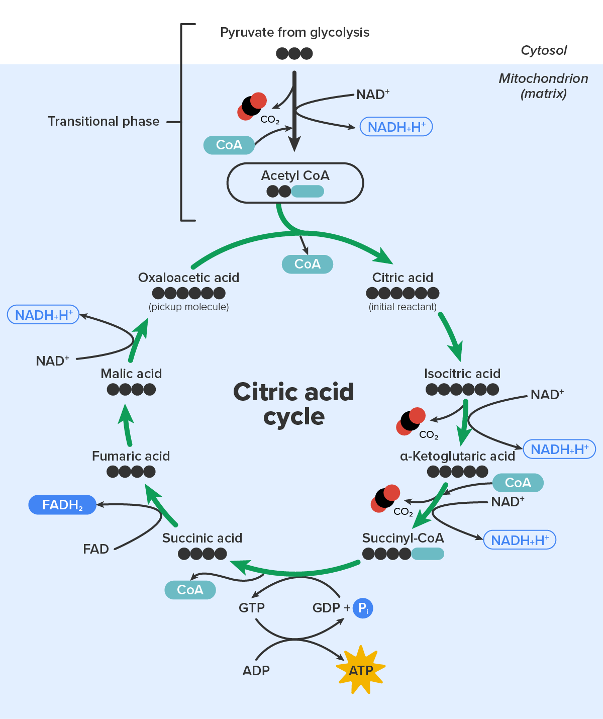 Carbohydrate Metabolism Tutorial | Sophia Learning