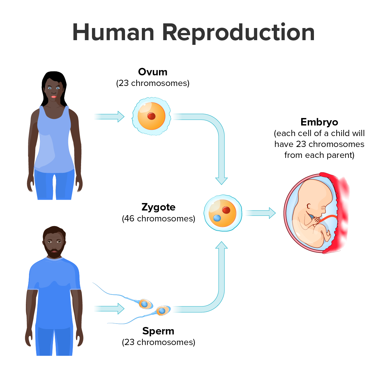 Human Reproduction Tutorial | Sophia Learning