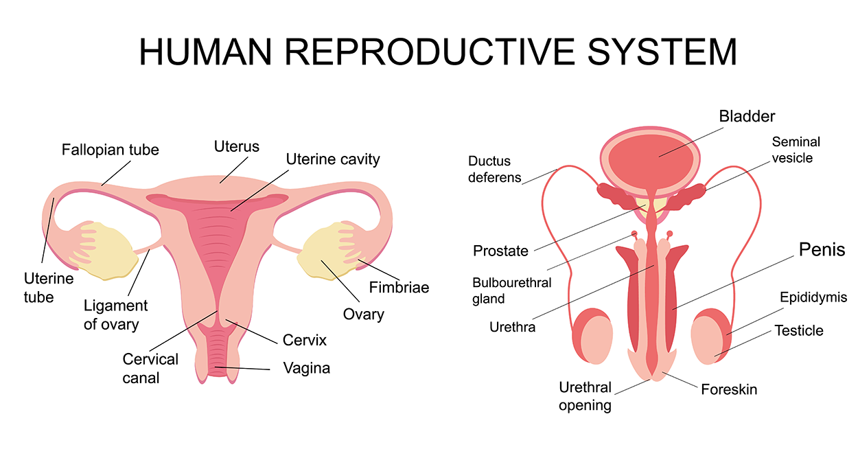 Human Reproduction Tutorial | Sophia Learning