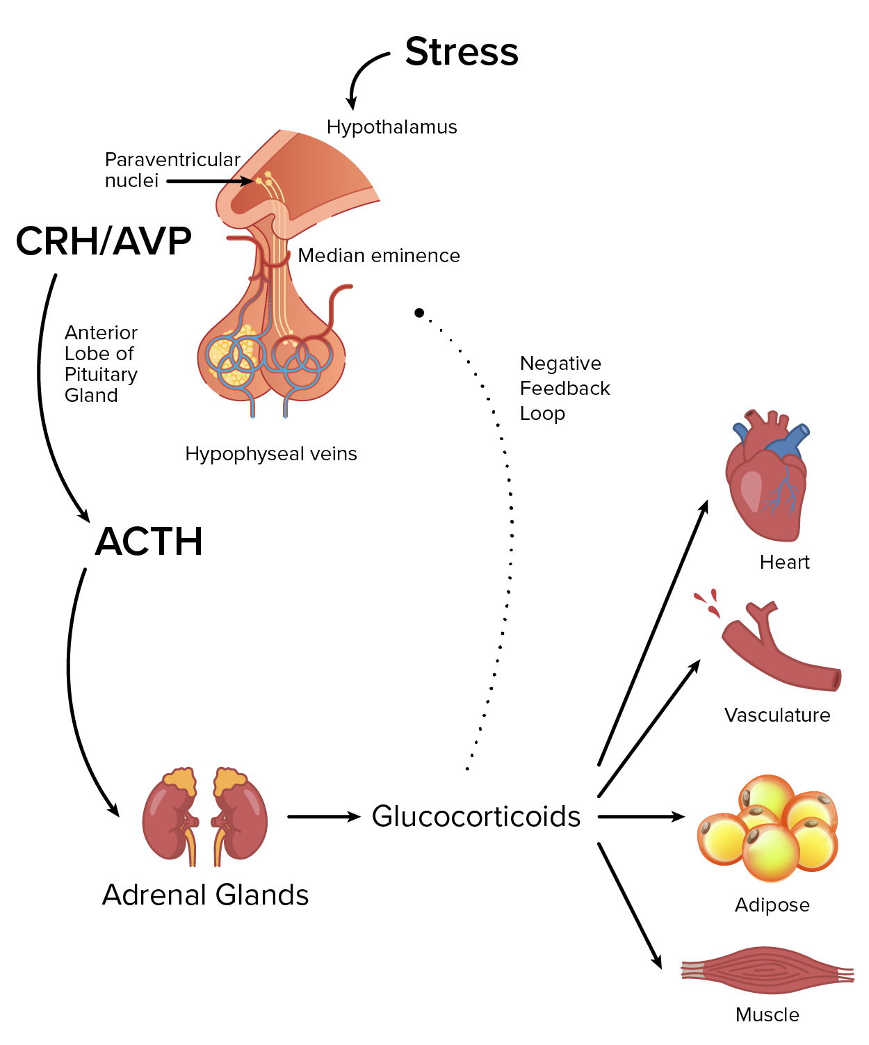 Adrenal Glands Tutorial | Sophia Learning