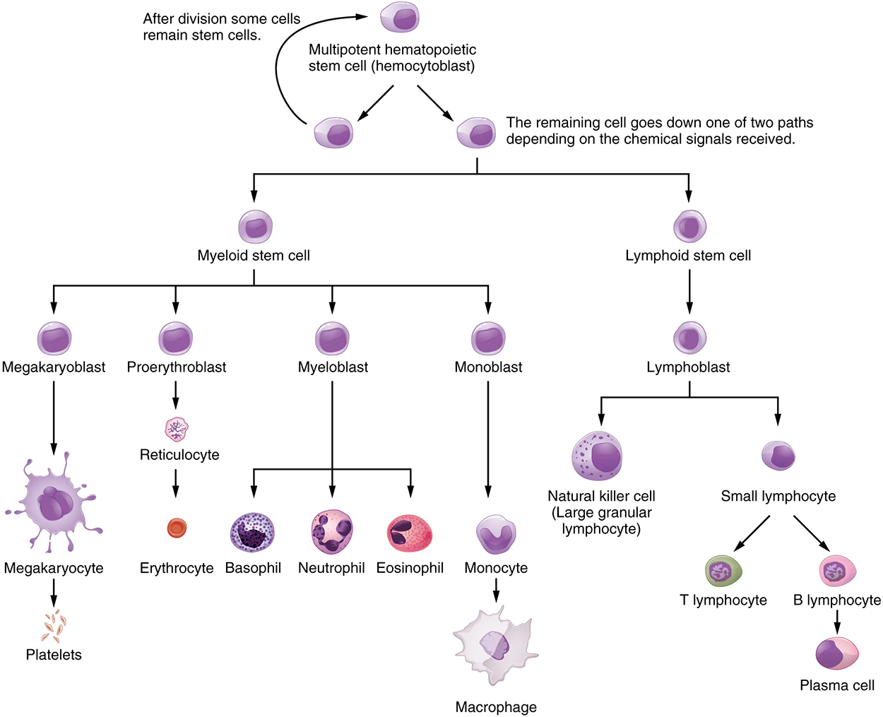 Defenses Against Pathogens Tutorial | Sophia Learning