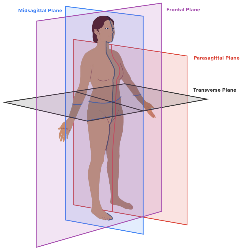 Anatomical Positions Body Planes And Body Quadrants Tutorial Sophia Anatomical Positions Body Planes And Body Quadrants Tutorial Sophia