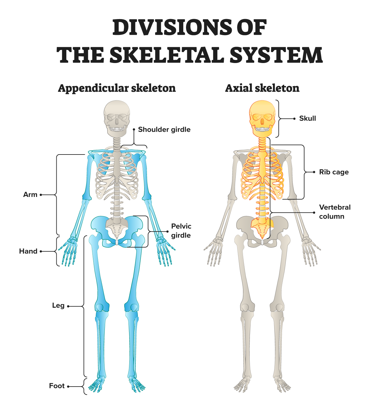Bone Anatomy and Common Terms Tutorial | Sophia Learning