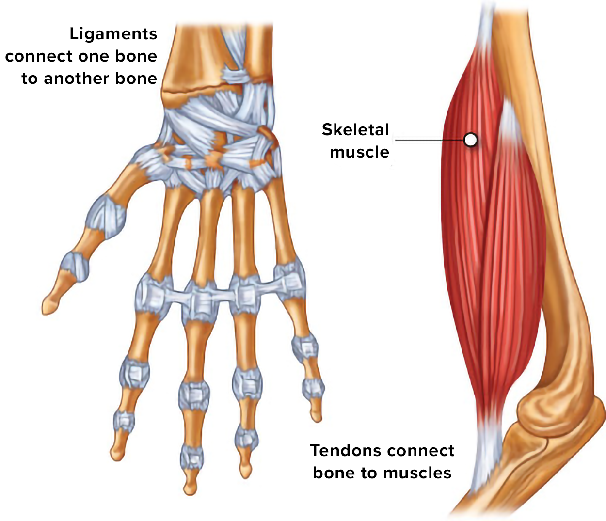 Bone Anatomy and Common Terms Tutorial | Sophia Learning